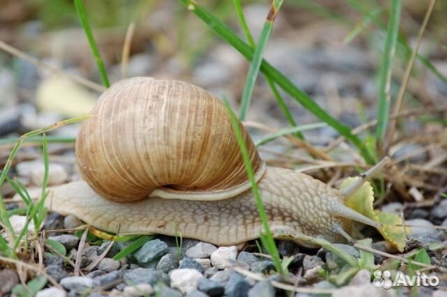 Продам Улитки Виноградные