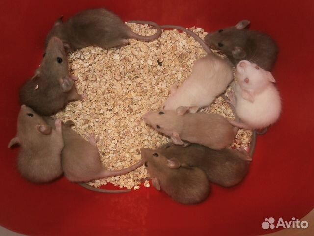 Крысята домашнего разведения - Дамбо