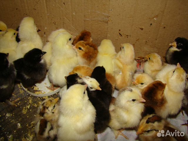 Крепкие цыплята