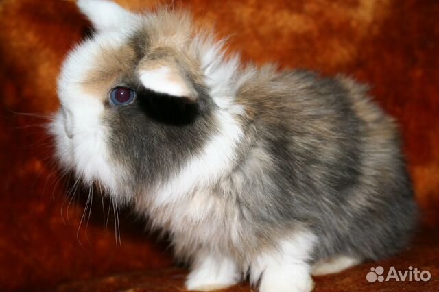 Питомник карликовых кроликов. Доставка