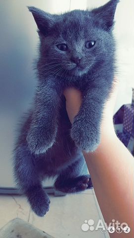 Котята