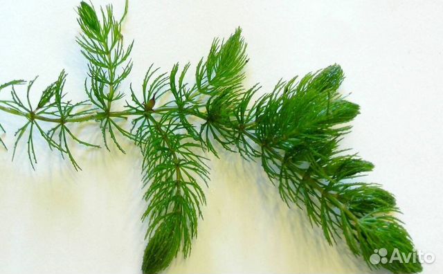 Водоросли Роголистник/валлиснерия спиральная/ануби