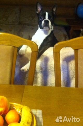 Бостон терьер