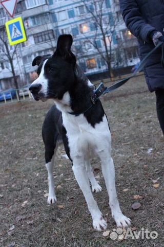 Девчушка из приюта ищет семью