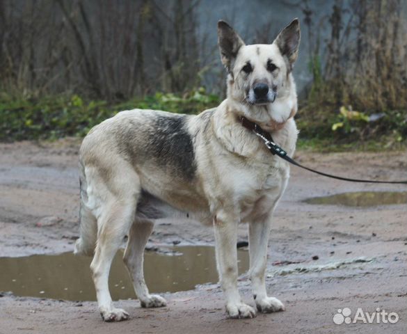 Очень спокойная, комфортная, воспитанная собака