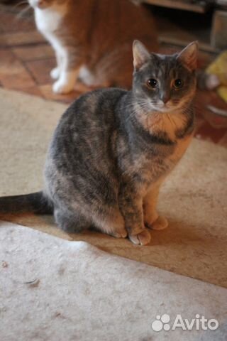 Маня ищет дом