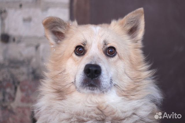 Неземной красоты песик Пушок