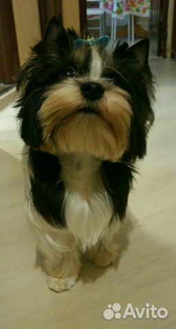 Кобель Бивер Йорка для вязок