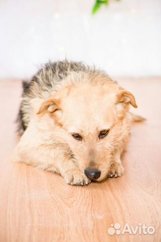 Собака Варя