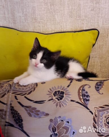 Котенок в добрые руки