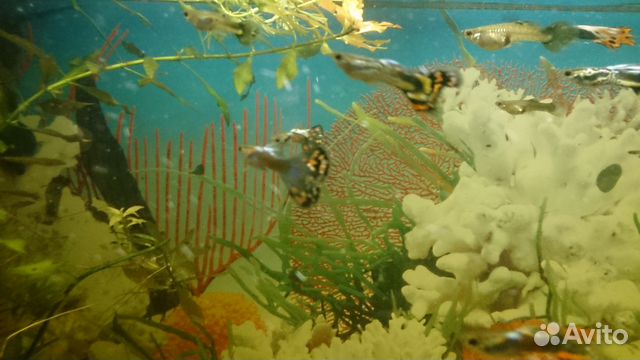 Вуалехвостные гуппи