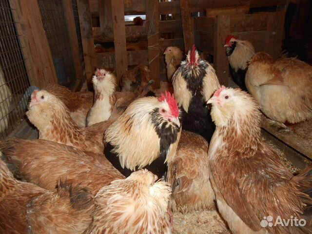 Яйцо инкубационное кур разных пород,Цыплята суточн