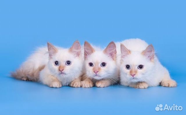 Невские рыжики