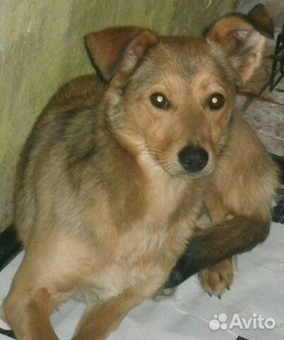 Терьер, маленькая собачка 35 см в холке