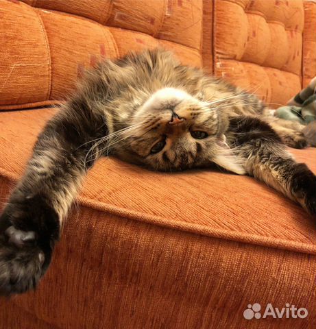 Вязка. Кошечке мейн-кун нужен котик