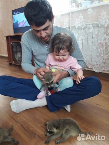 Щенки енота на 2019г