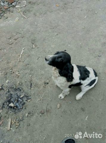 Кокер спаниель (русский)