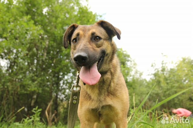 Наташа ищет дом