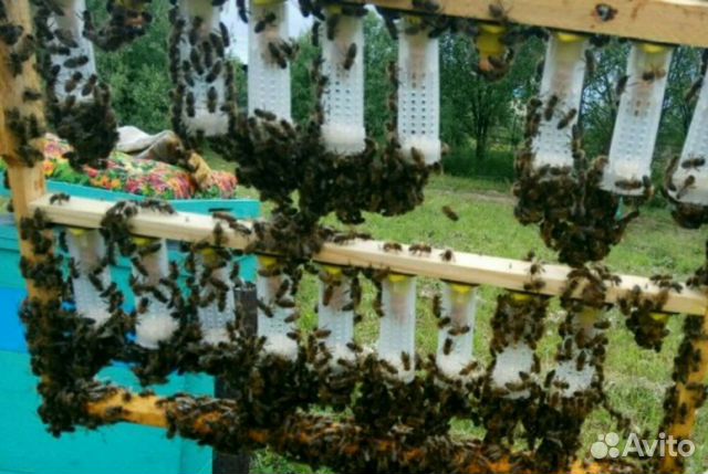 Бакфаст пчеломатки F-1 не плодные и плодные