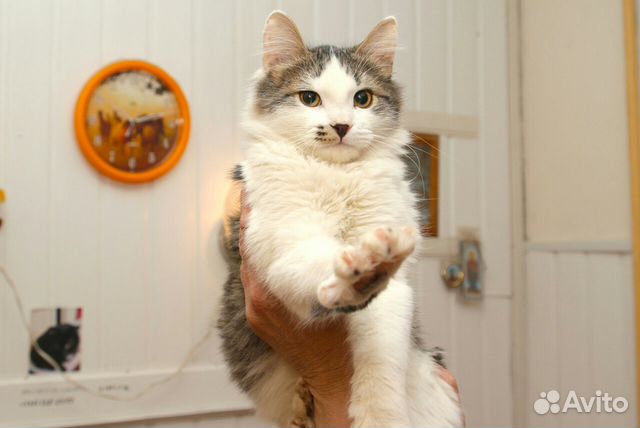 Котенок 9 мес Санек