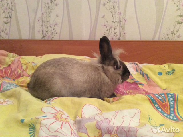 Декоративный кролик в дар