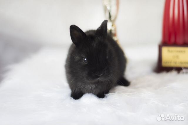 Самые миниатюрные миноры карликовые кролики