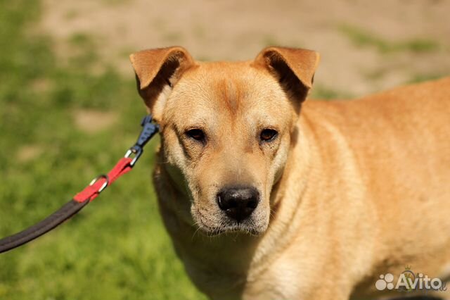 Матрешка-верный друг на долгие годы
