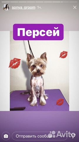 Йорк вязка мальчик