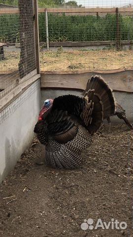 Индейка Дикая Американская