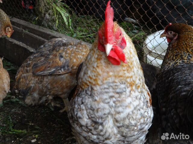 Породистые куры и петухи