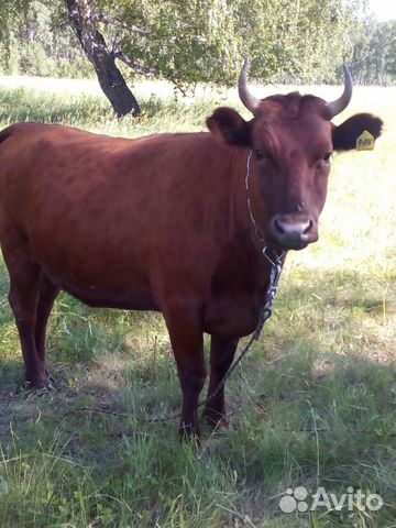 Корова,козы