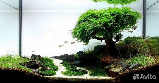 Деревья бонсай для аквариума