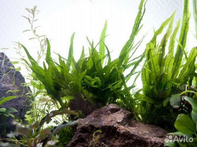 Папоротник таиландский узколистный