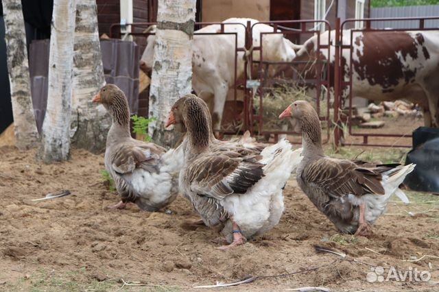 Тулузский гусь