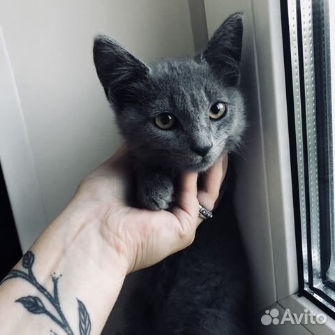 Котята в дар