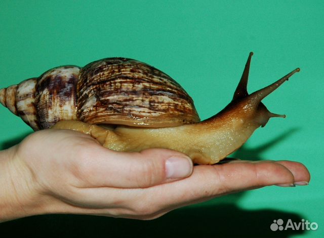 Ахатины 2 большие, корма и дом