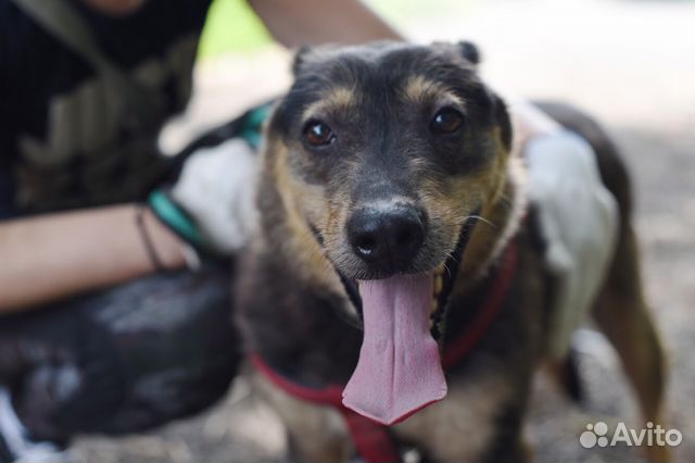 Добрая Ежевика ищет семью