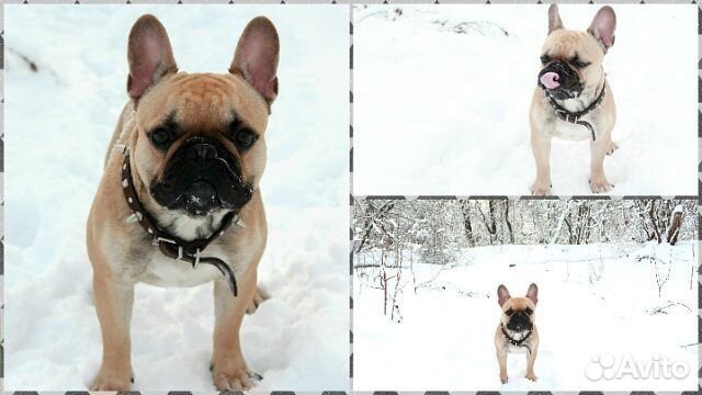 Вязка француза