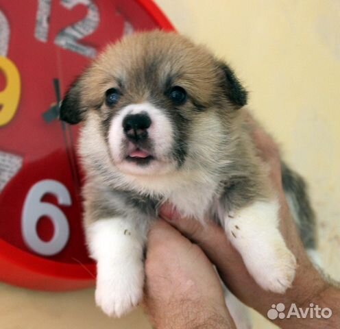 Щенки вельш корги пемброк