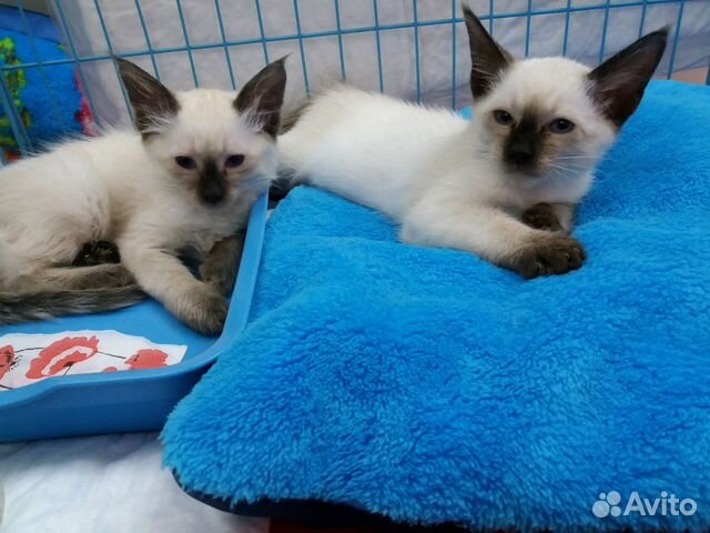 Тайские котятки
