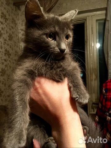 Серенький котенок