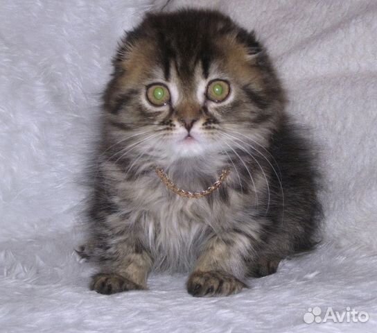 Девчушки-вислоушки