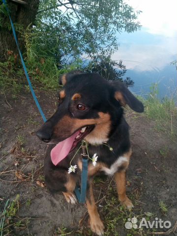 Собачка Таша ищет доброго хозяина