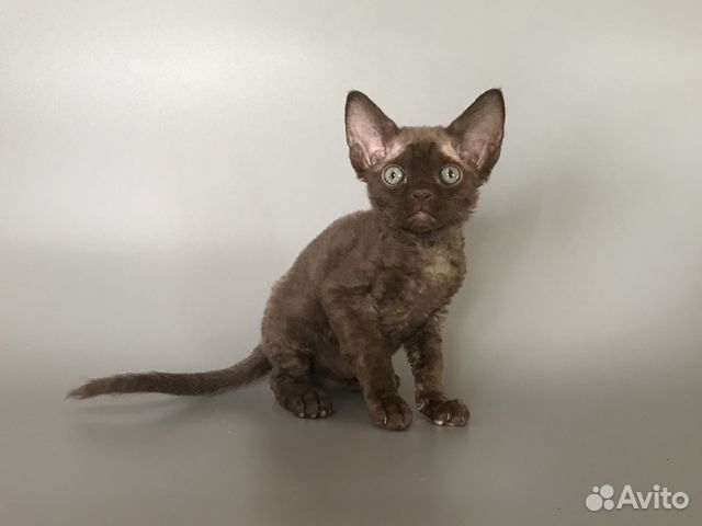 Девон-рекс котик Гримм
