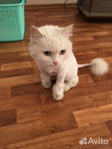 Белоснежная кошечка полуперс Бетти