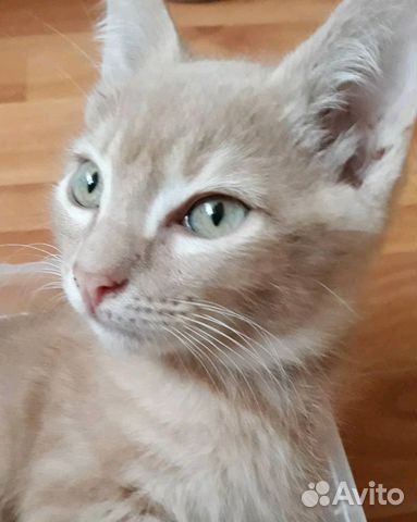 Персиковый колобок