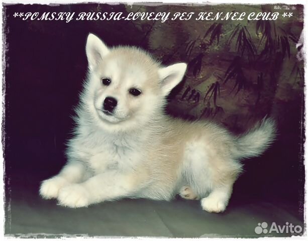 Помски мини хаски ждут достойных хозяв