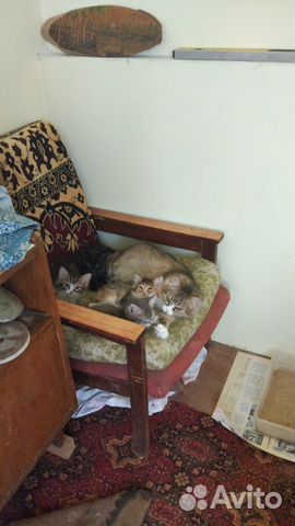 Отдадим котят и кошку в хорошие руки