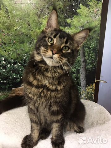 Девочка богема