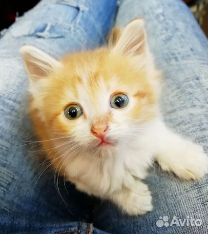 Веселый Петрушка